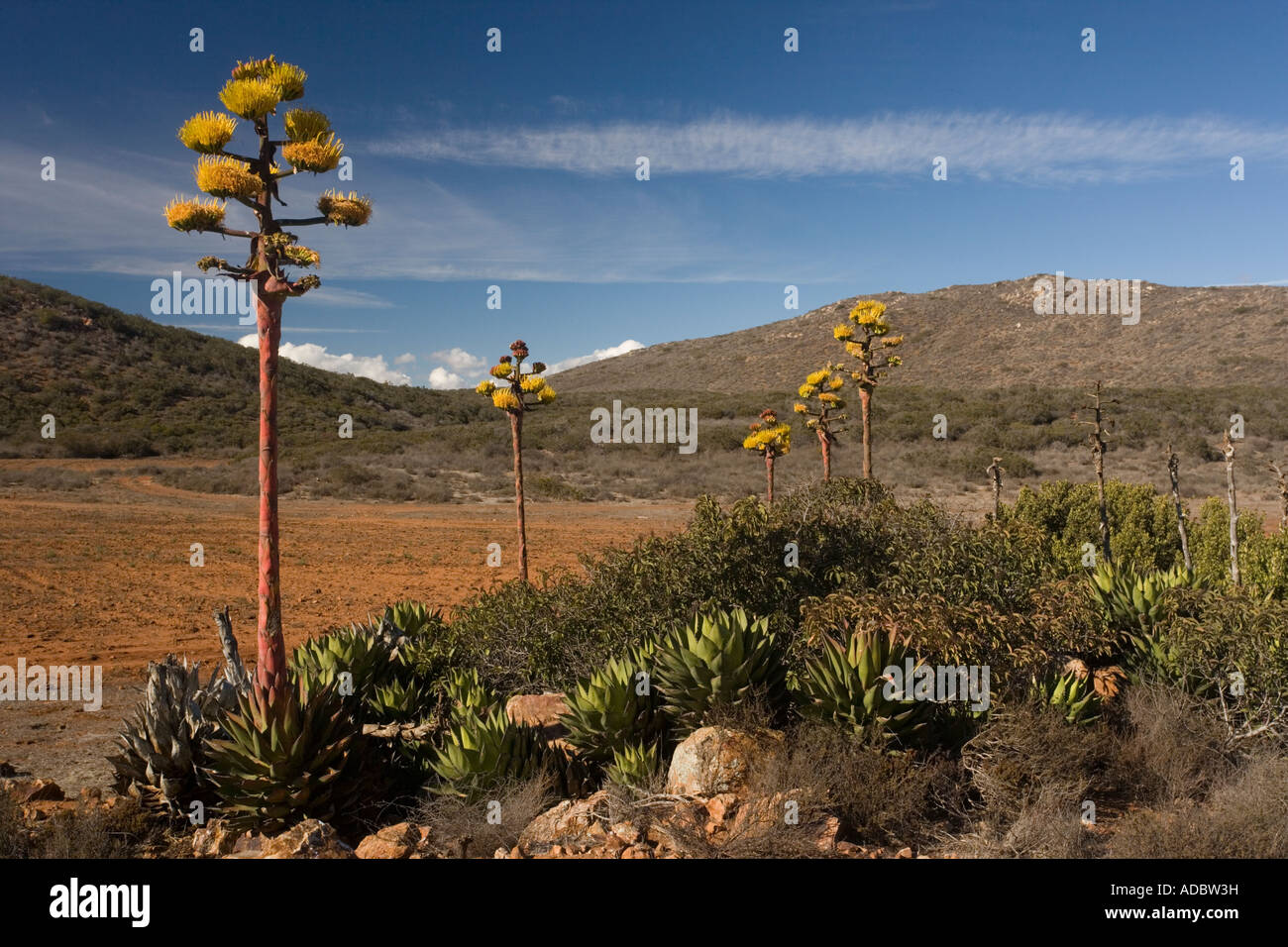 Shaw's Agave growing in the desert of north west Baja California Agave ...