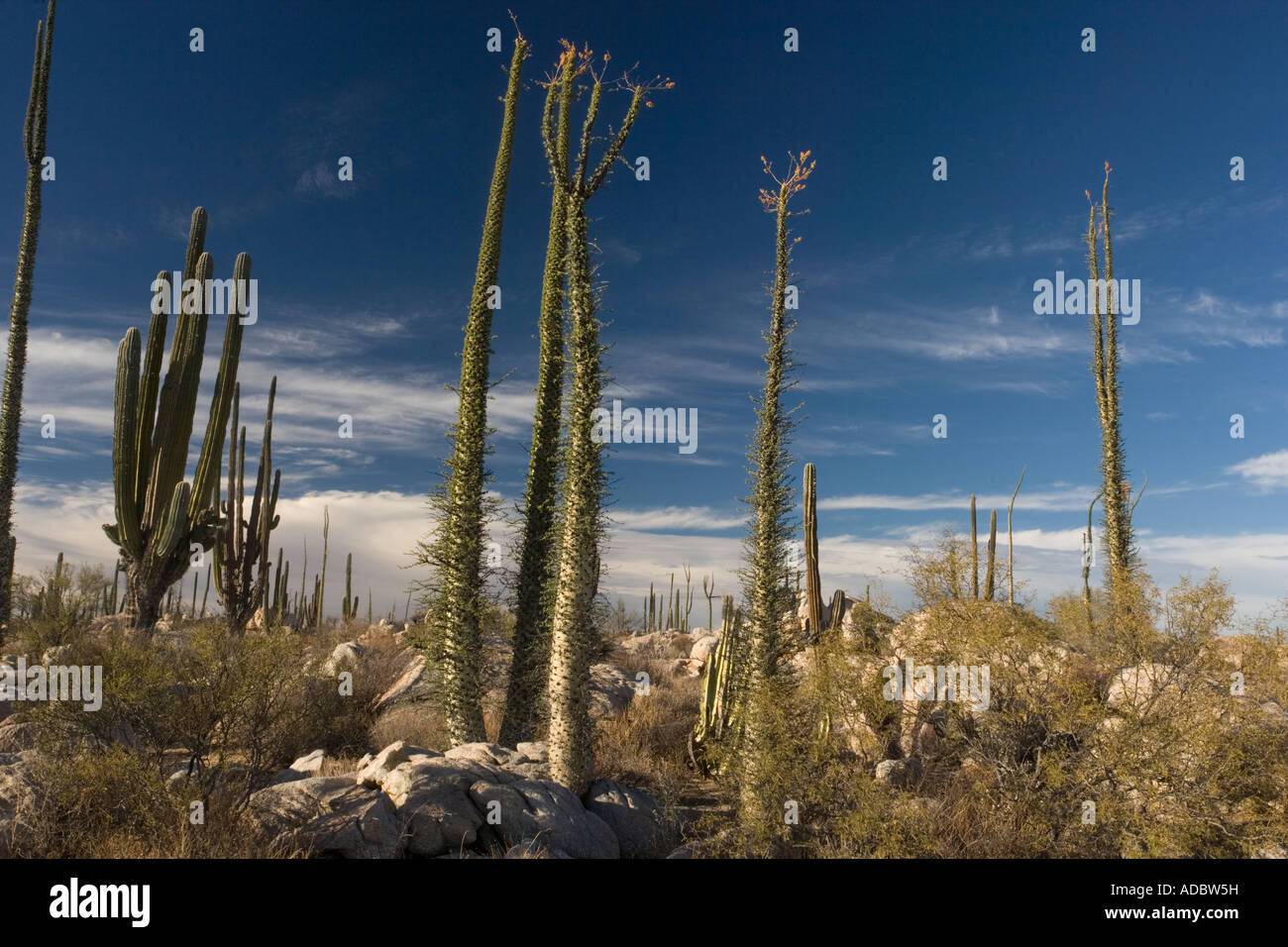 Boojum trees Idria columnaris Cirio in the cactus rich part of the ...