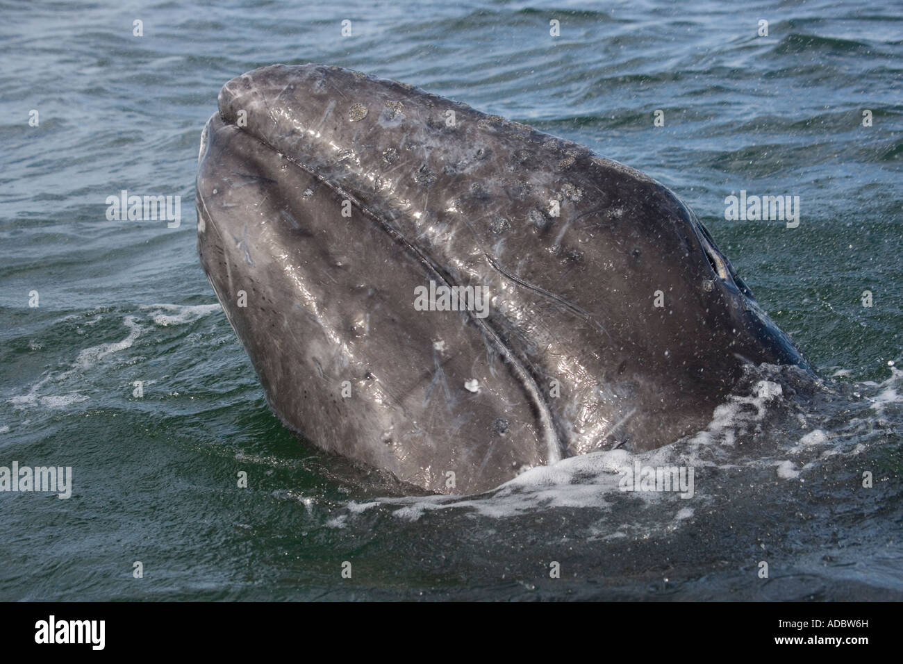 California grey whale gray whale Eschrichtius robustus in San Ignacio ...
