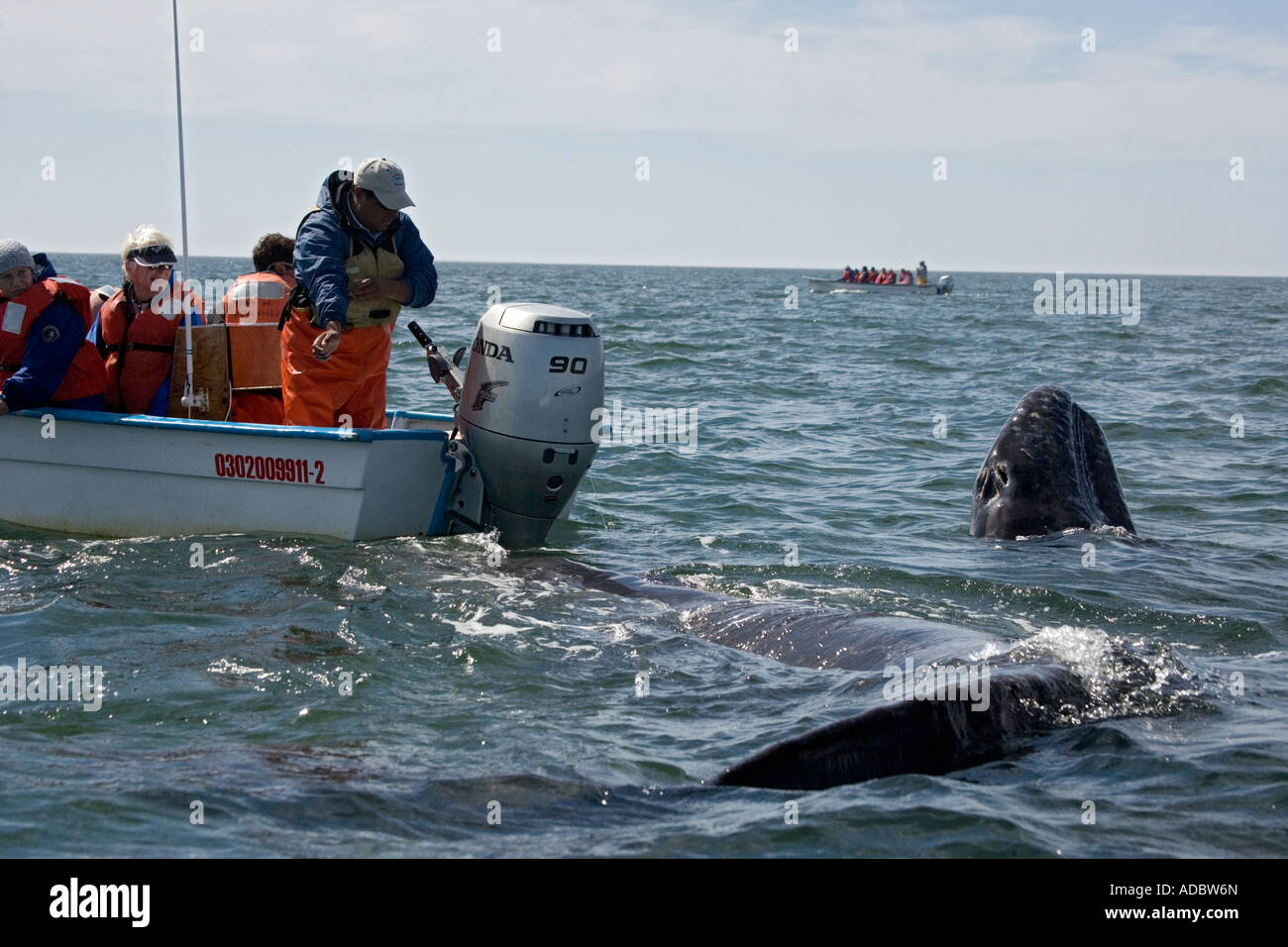 California grey whale gray whale Eschrichtius robustus in San Ignacio ...