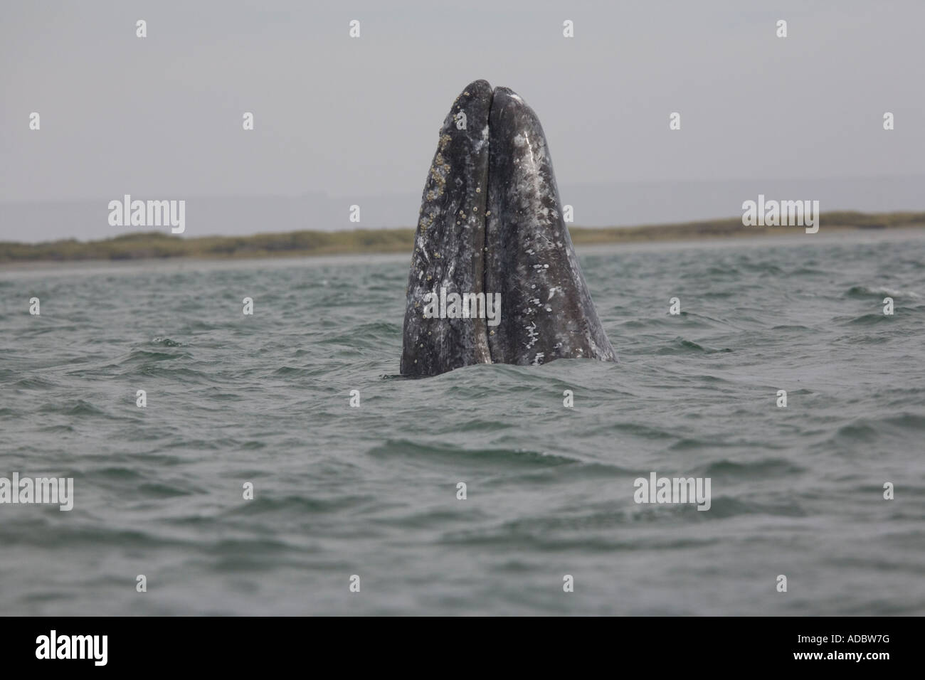California grey whale gray whale Eschrichtius robustus in San Ignacio ...