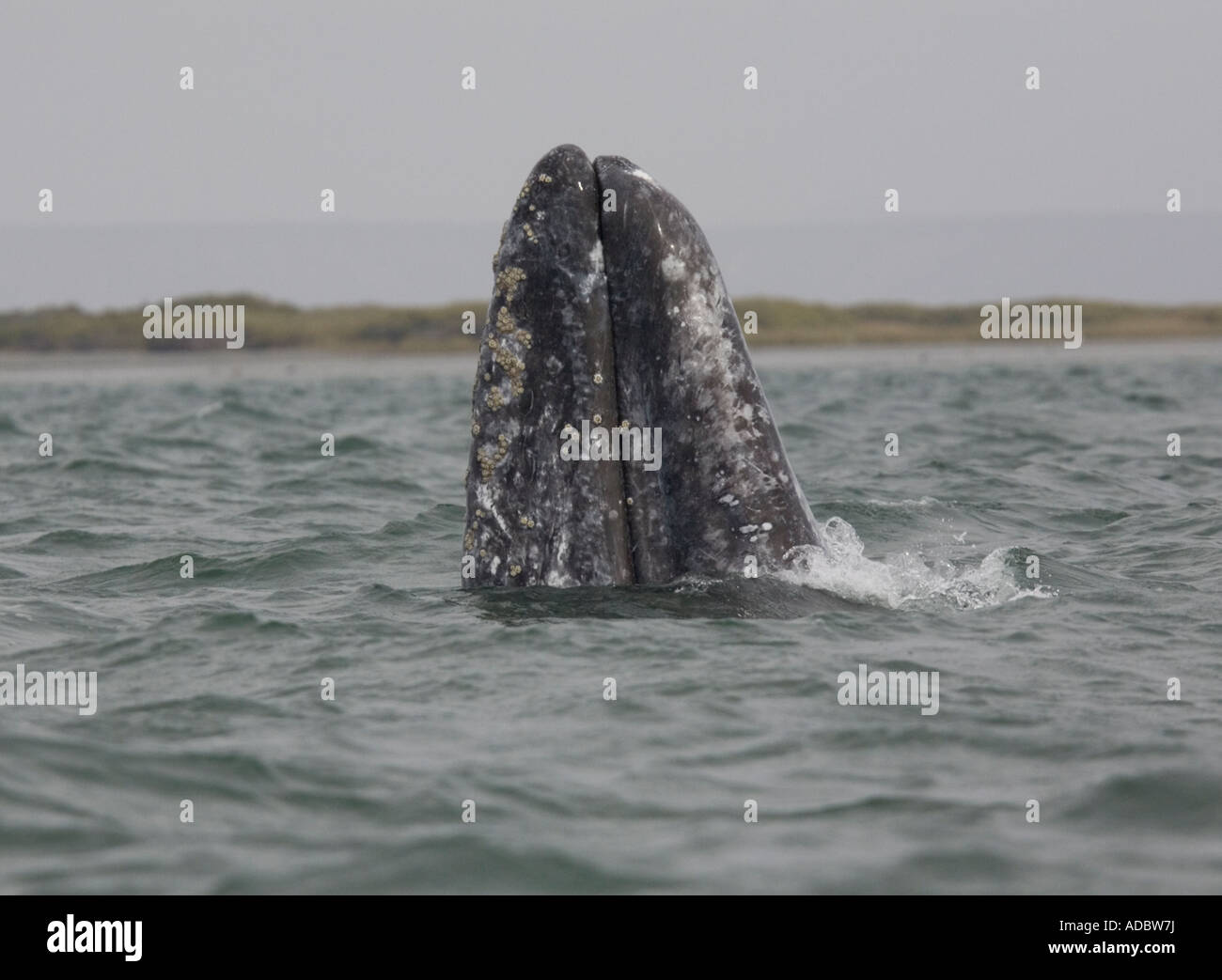 California grey whale gray whale Eschrichtius robustus in San Ignacio ...