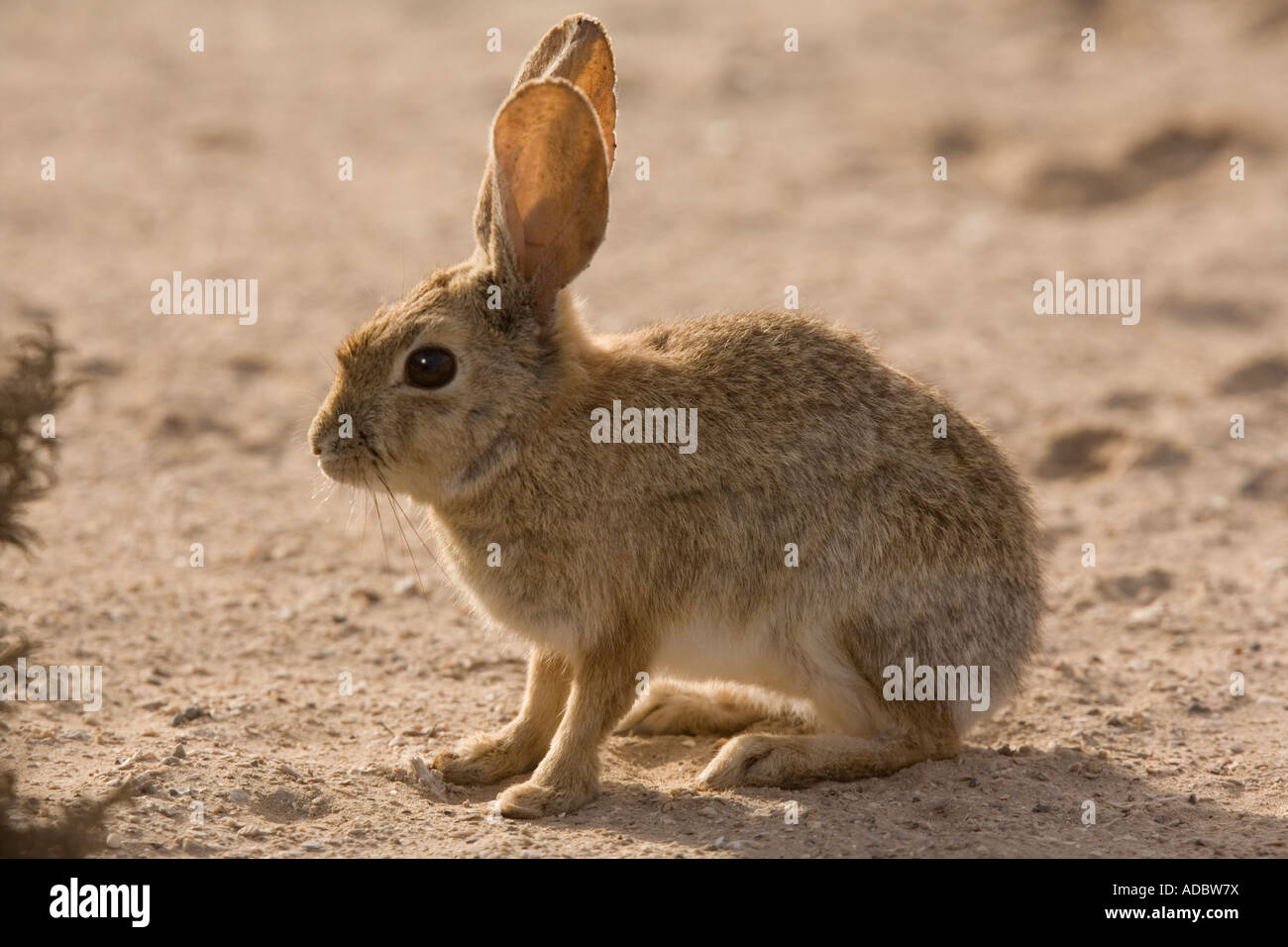 Western brush rabbit or californian brush rabbit hi-res stock ...