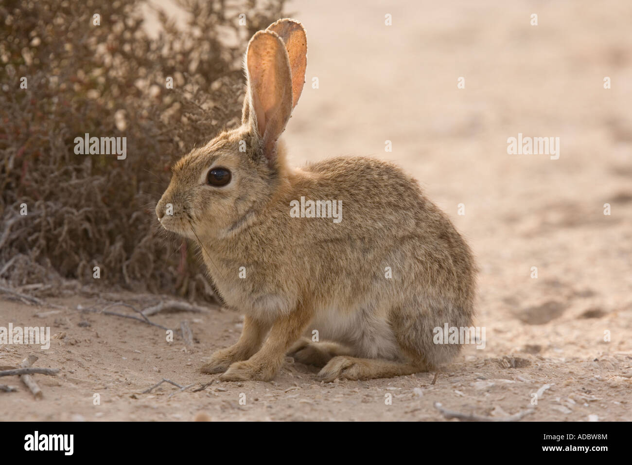 Brush rabbit hi-res stock photography and images - Alamy