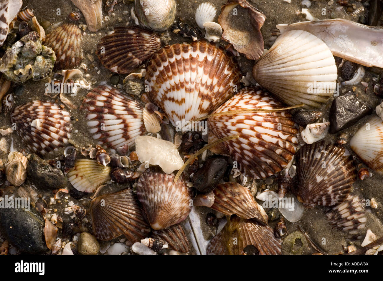 Beaches in baja california hi-res stock photography and images - Alamy