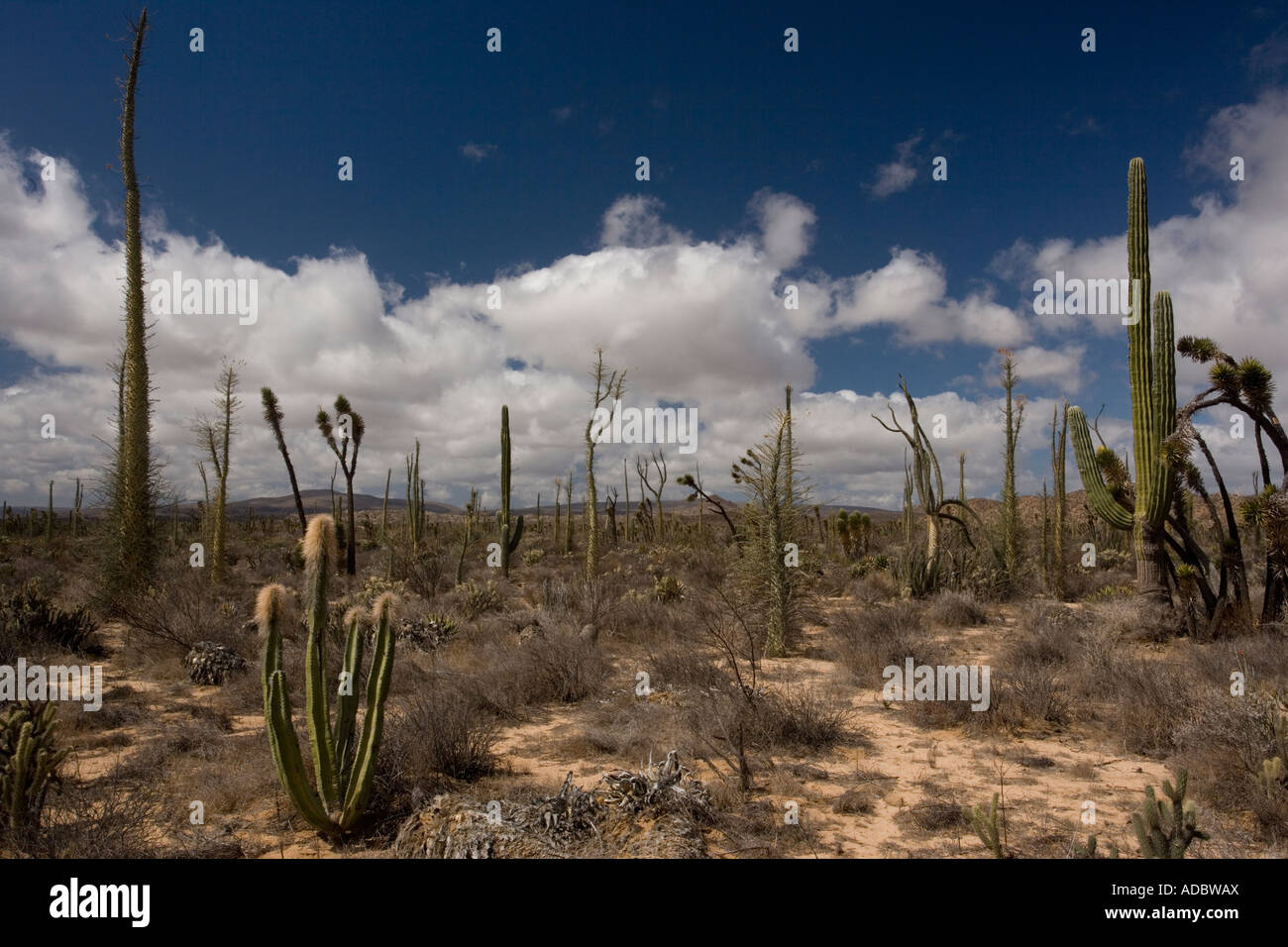 The cactus rich part of the Sonoran desert on the west side of Baja ...