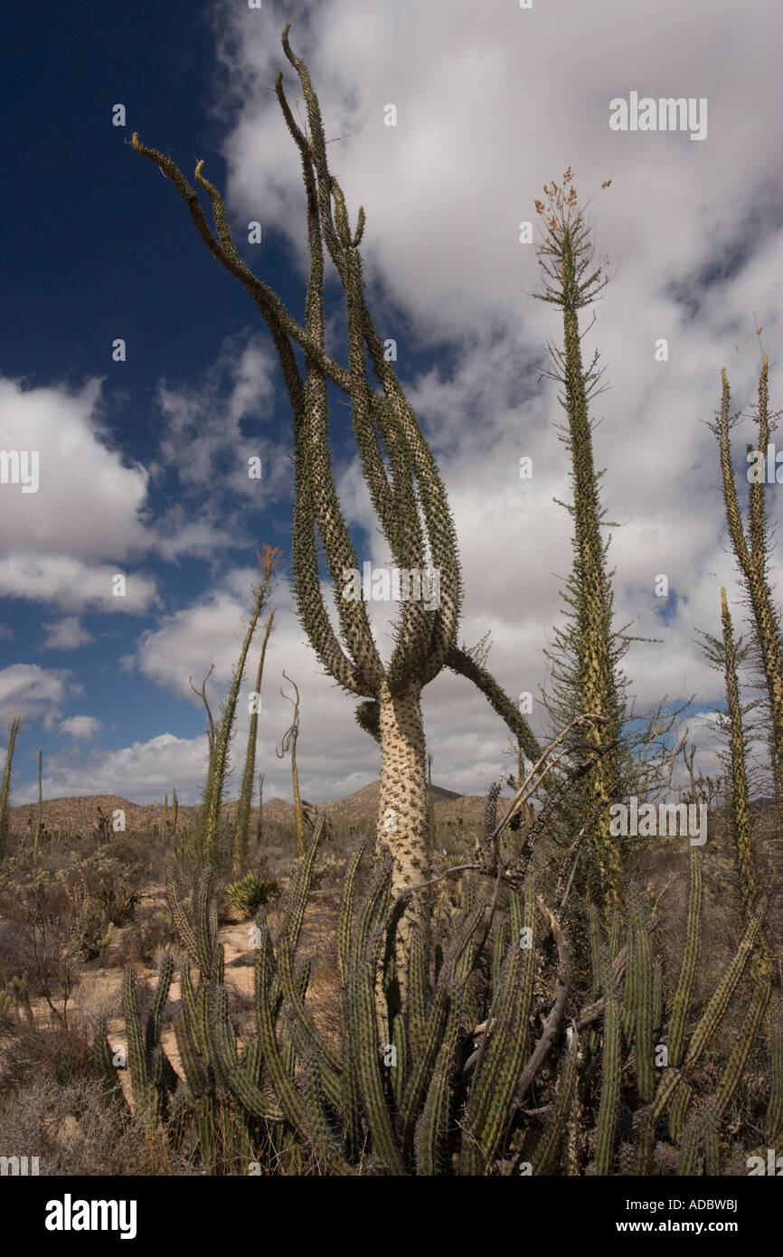 Cirio cactus hi-res stock photography and images - Alamy