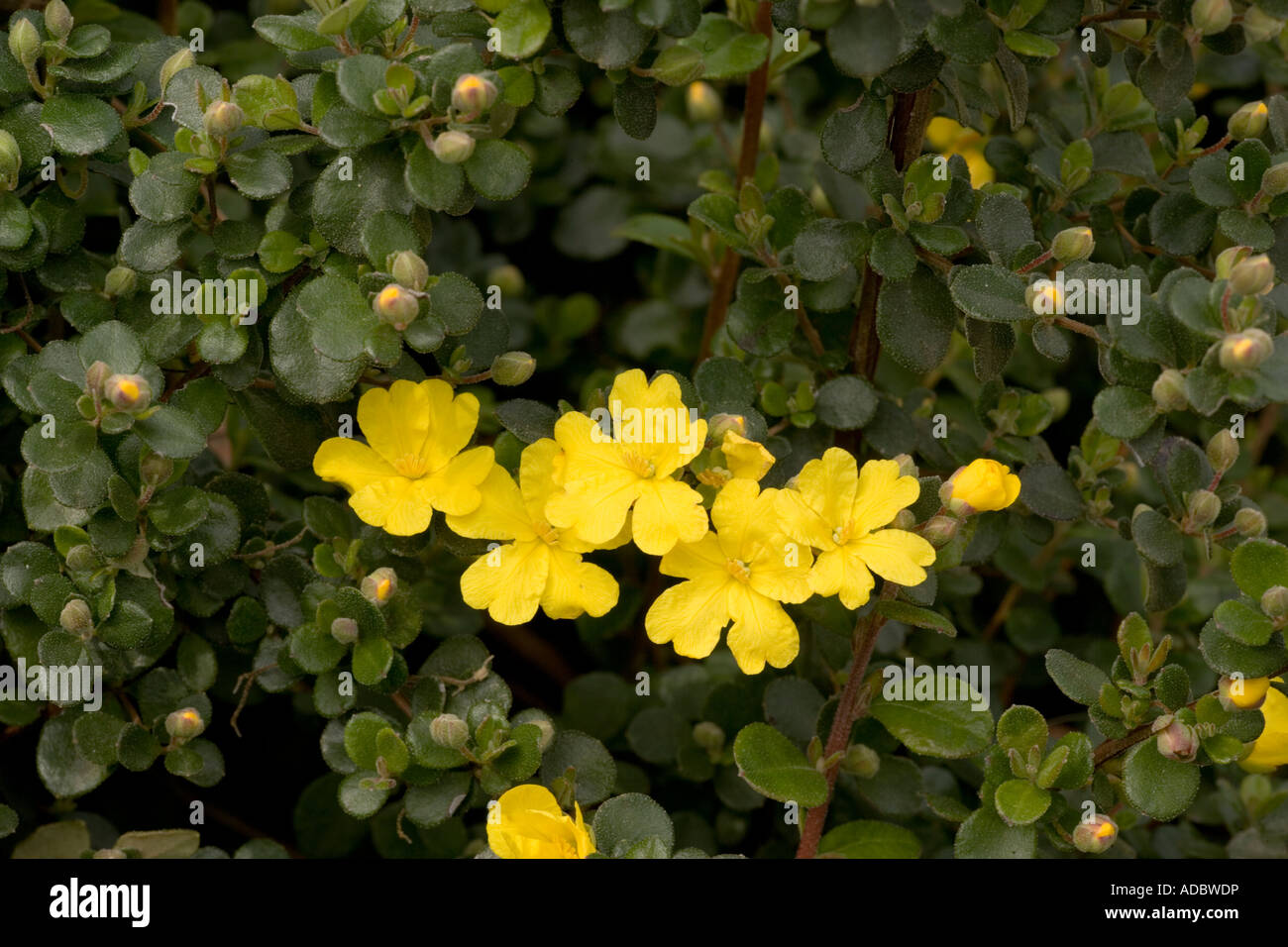Rough Guinea flower, Hibbertia aspera Stock Photo - Alamy