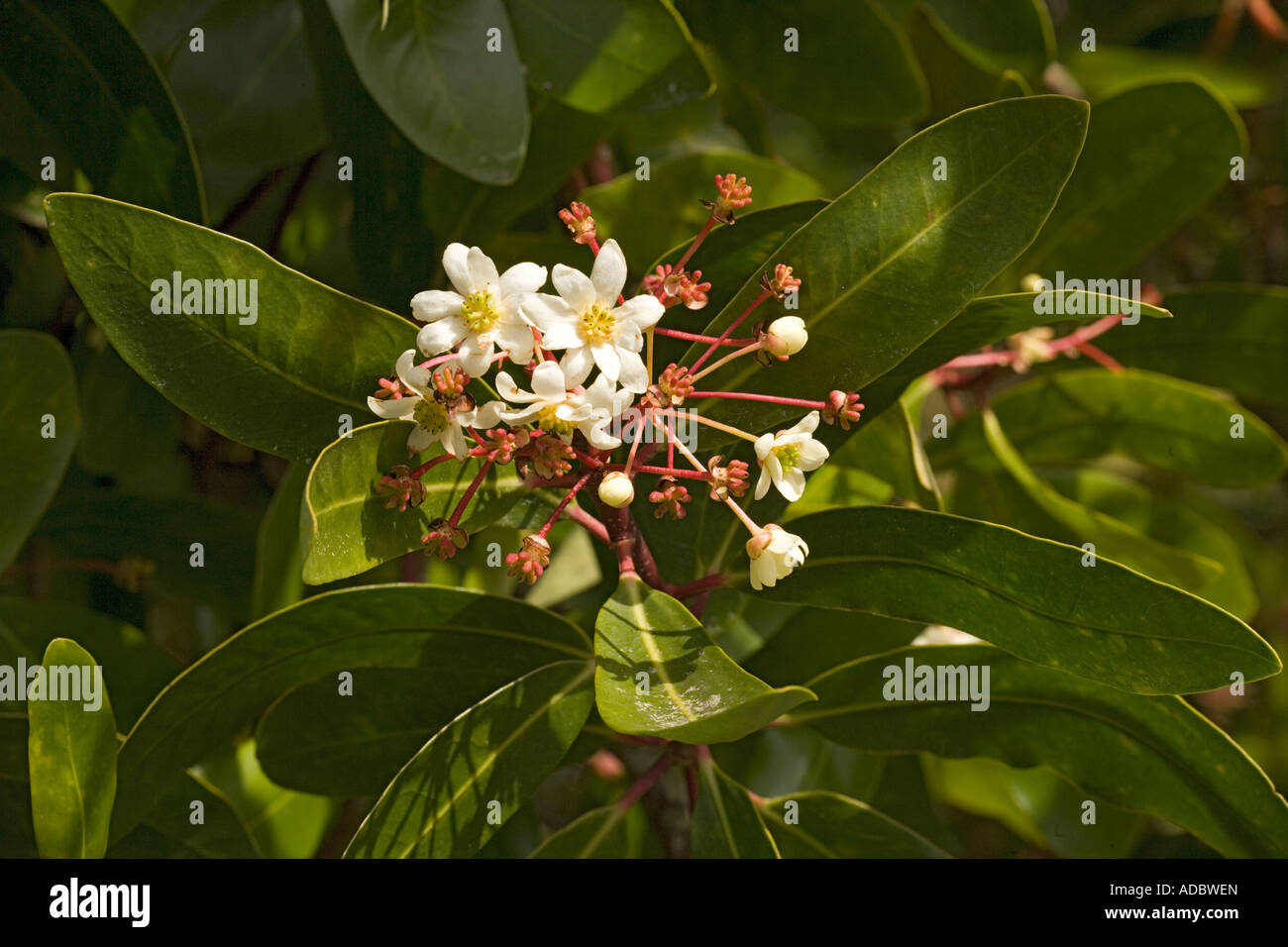 Drimys winteri, winter's bark, or canelo Stock Photo - Alamy