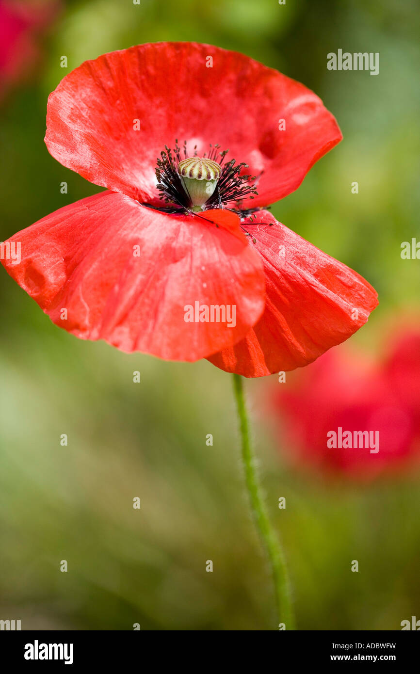 Crimson poppy hi-res stock photography and images - Alamy