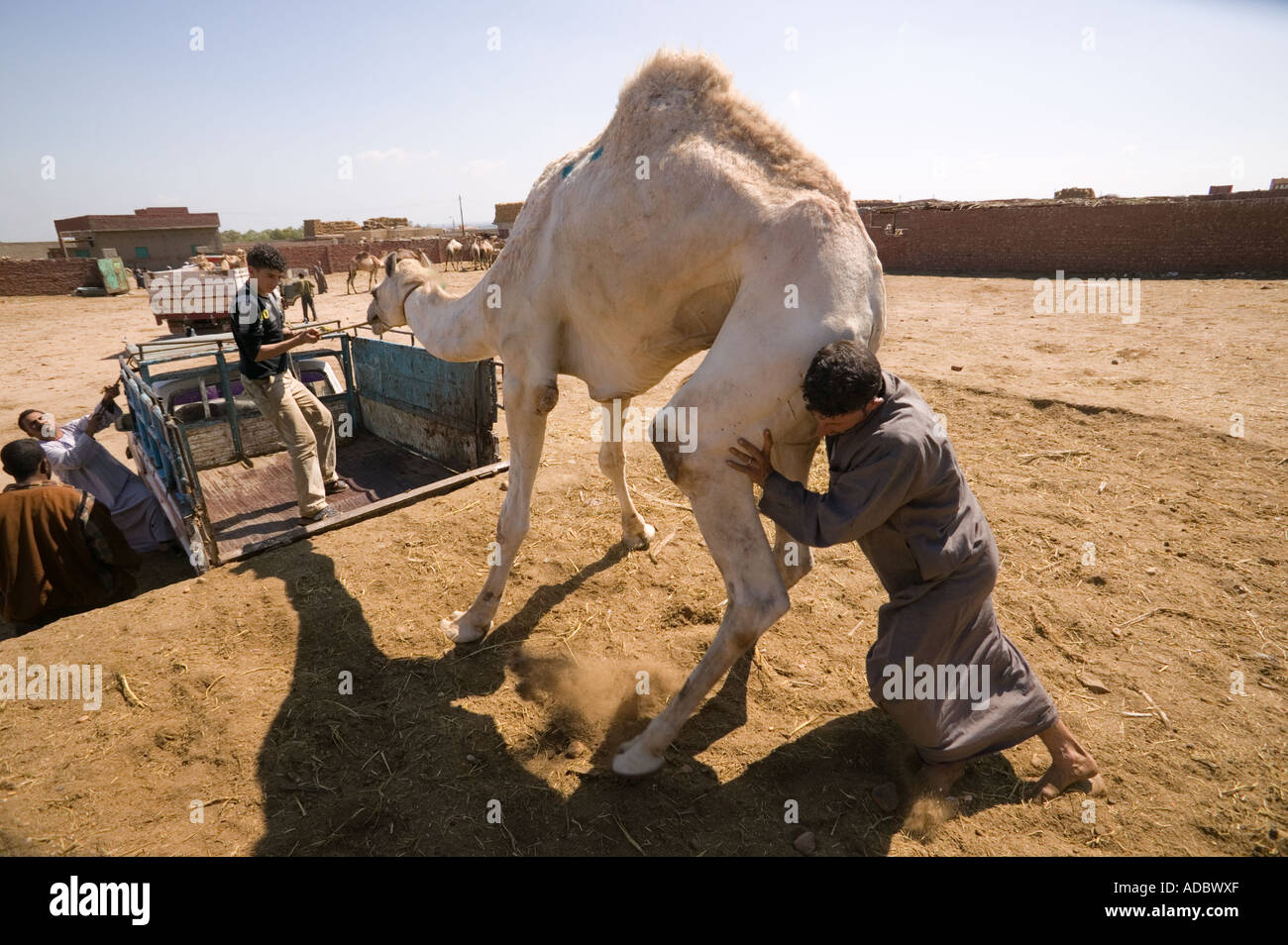 Loading camels hi-res stock photography and images - Alamy