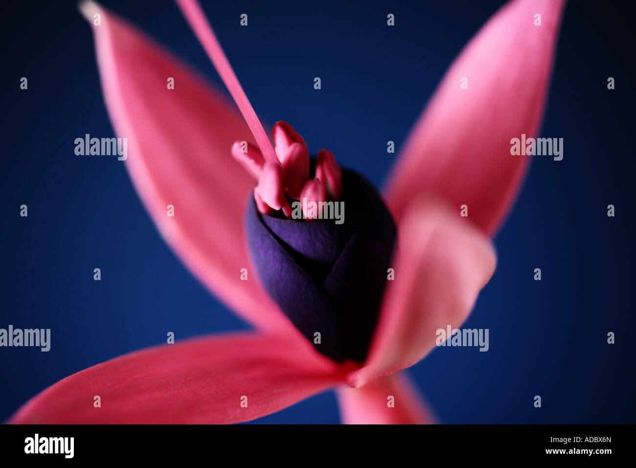 Red and blue Fuschia flower bright colours colors Stock Photo - Alamy