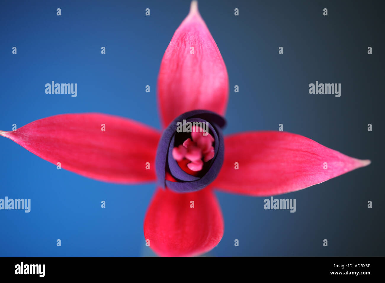 Red and blue Fuschia flower bright colours colors cross shape Stock ...