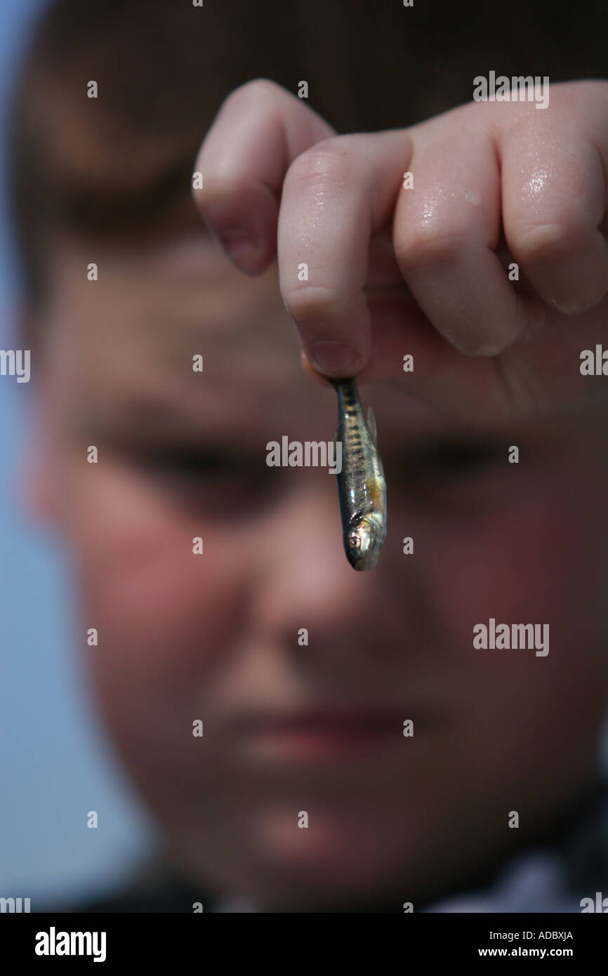 Young salmon fry hi-res stock photography and images - Alamy