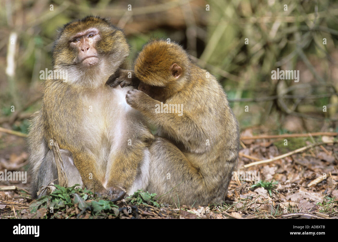 Barbary Macaques Macaca sylvanus grooming at the Monkey Forest Stock ...