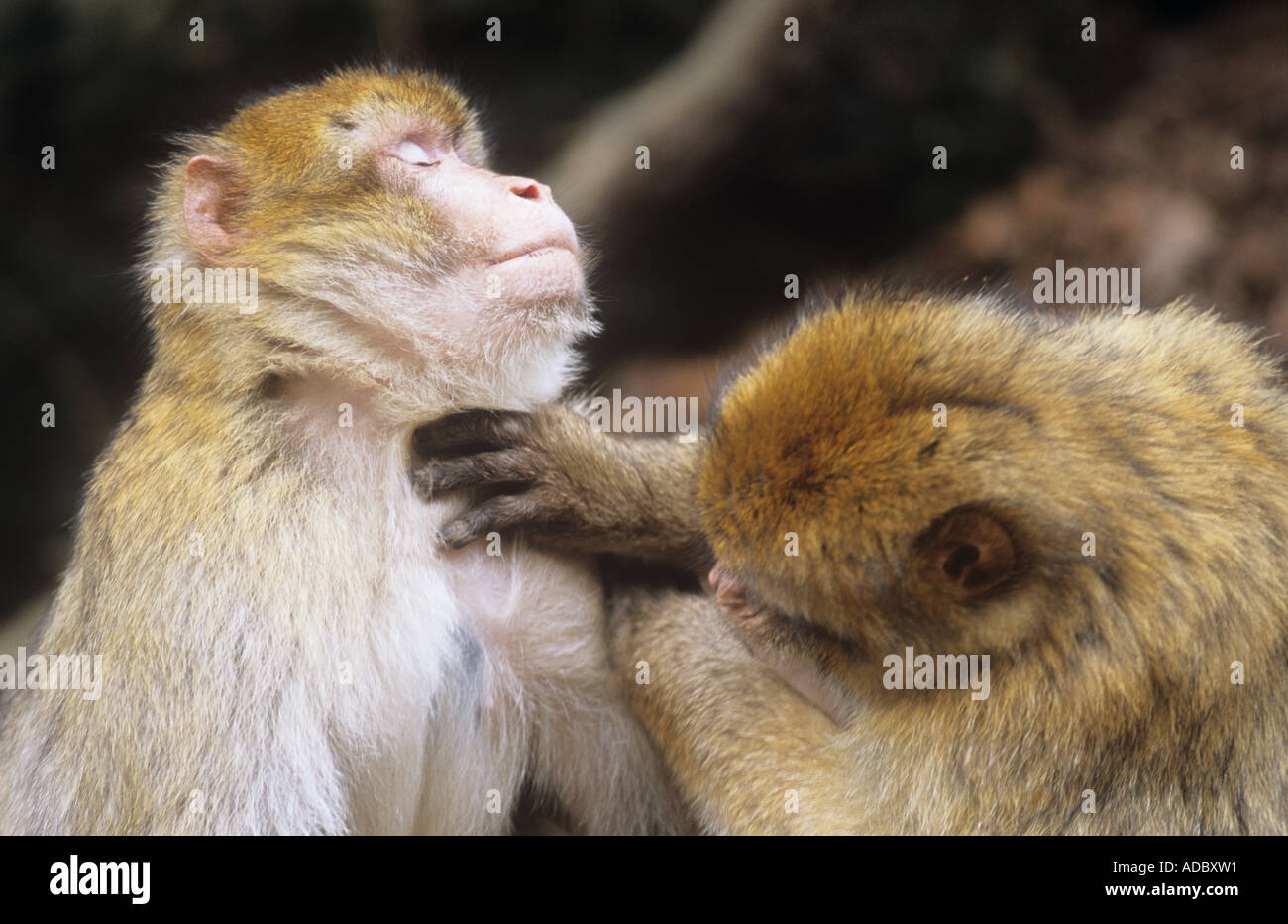 Barbary Macaques Macaca sylvanus grooming at the Monkey Forest ...