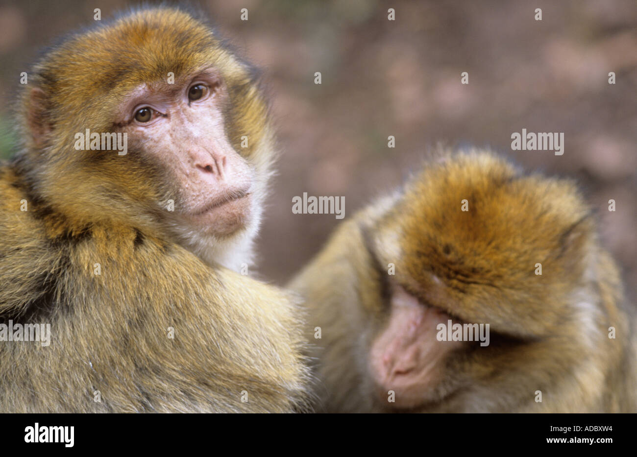 Barbary Macaques Macaca sylvanus grooming at the Monkey Forest ...