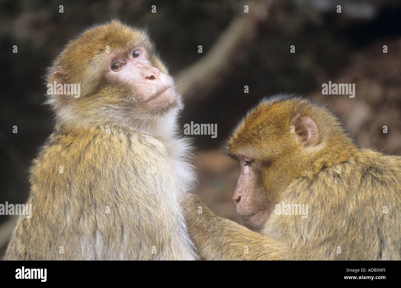 Barbary Macaques Macaca sylvanus grooming at the Monkey Forest ...