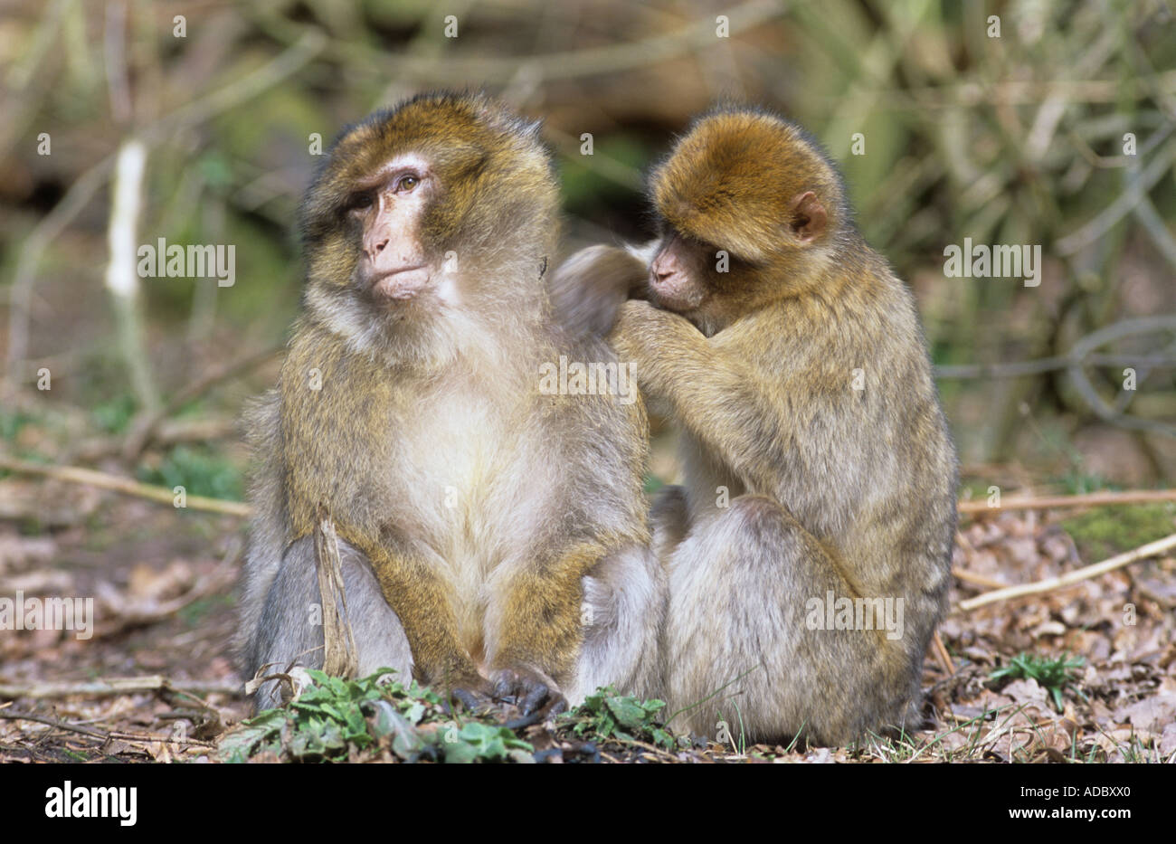 Barbary Macaques Macaca sylvanus grooming at the Monkey Forest ...