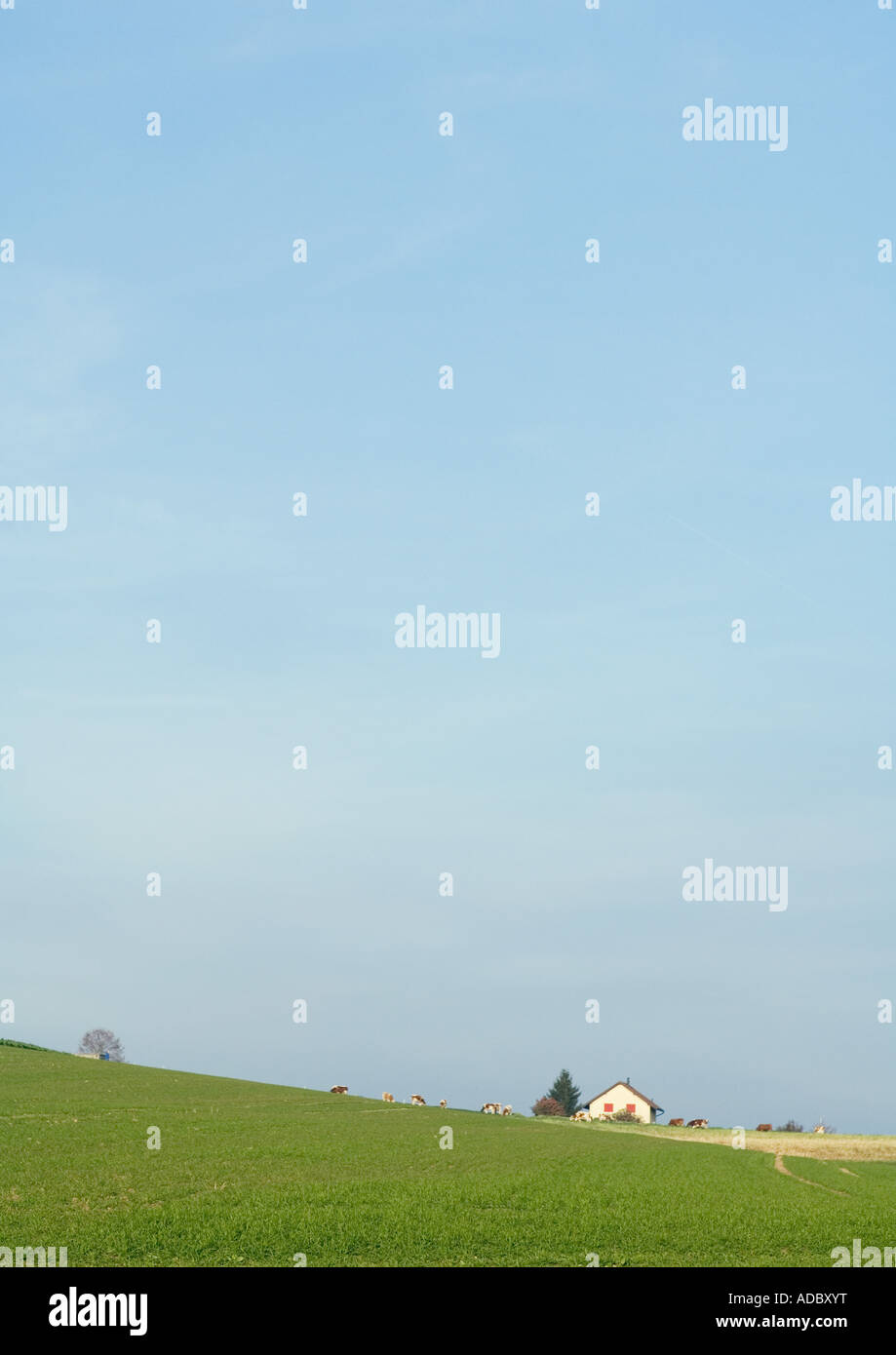 Farmhouse and green pastures, cows grazing in distance Stock Photo - Alamy