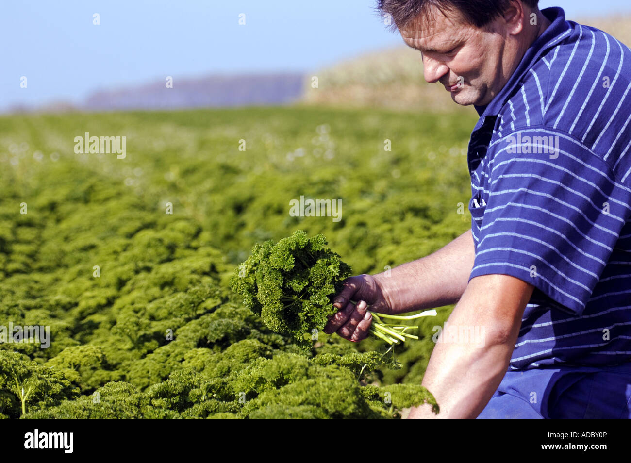 Commercial parsley farm Belgium Stock Photo - Alamy
