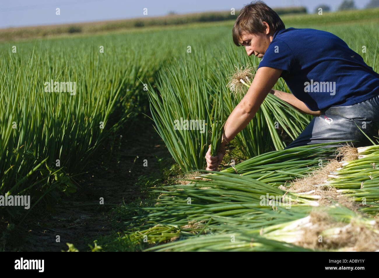 Harvesting spring onions Belgium Stock Photo - Alamy