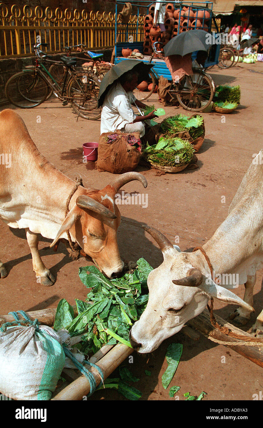 Two street cows eating a cabbage Stock Photo - Alamy