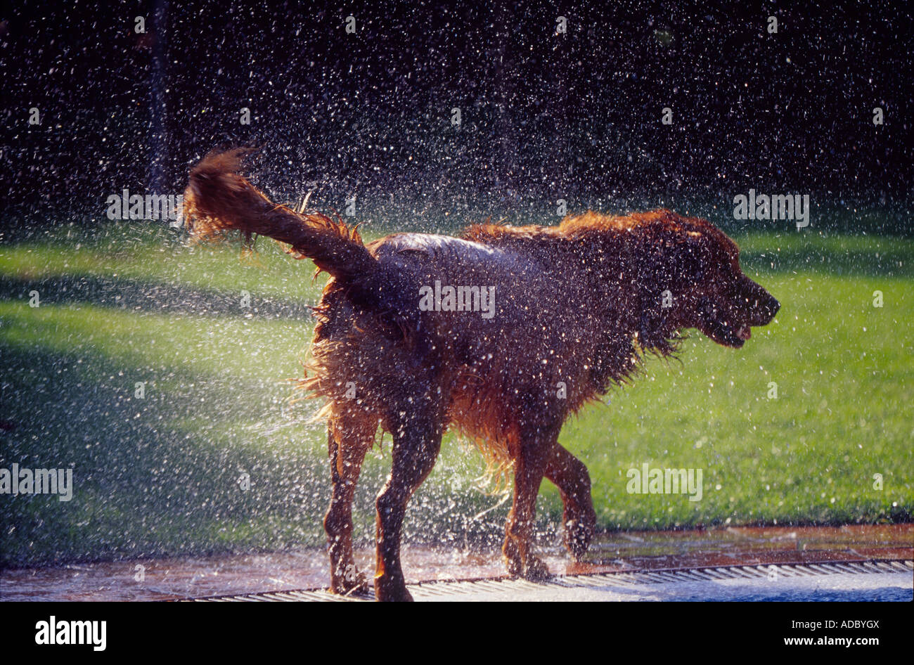 Wet dog shaking off water Stock Photo - Alamy