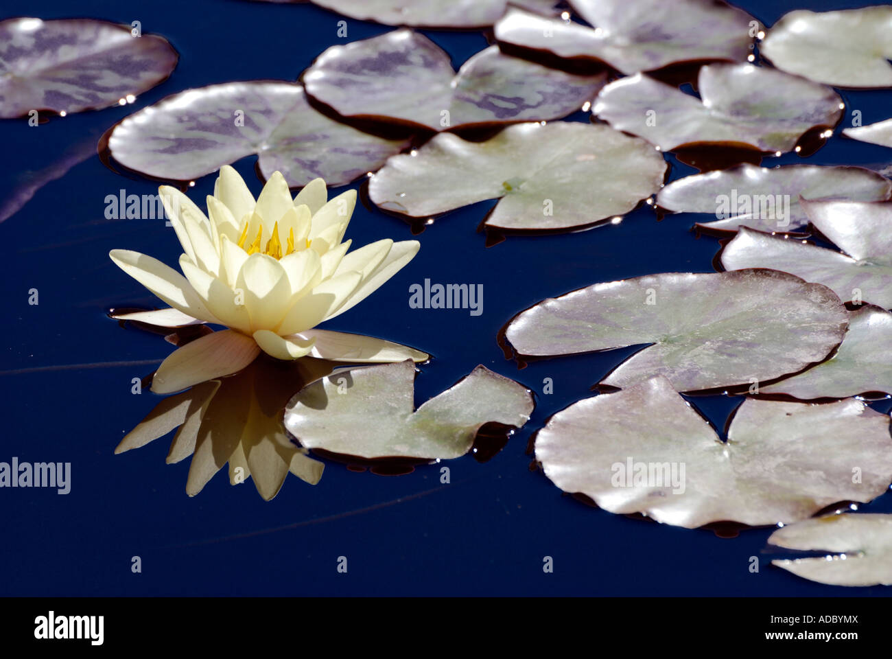 Yellow water lilly flower hi-res stock photography and images - Alamy