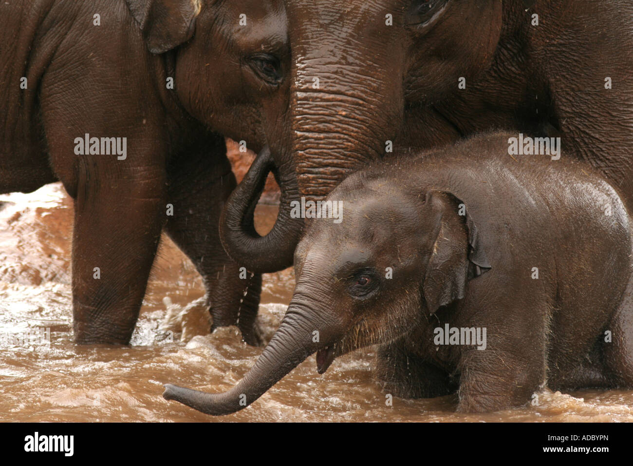 Asian Elephant playing in water Stock Photo - Alamy