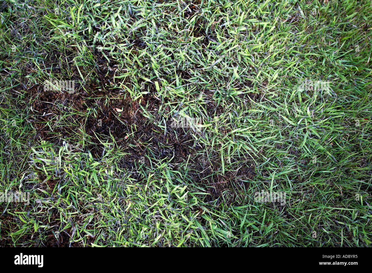 Moss and weeds hi-res stock photography and images - Alamy