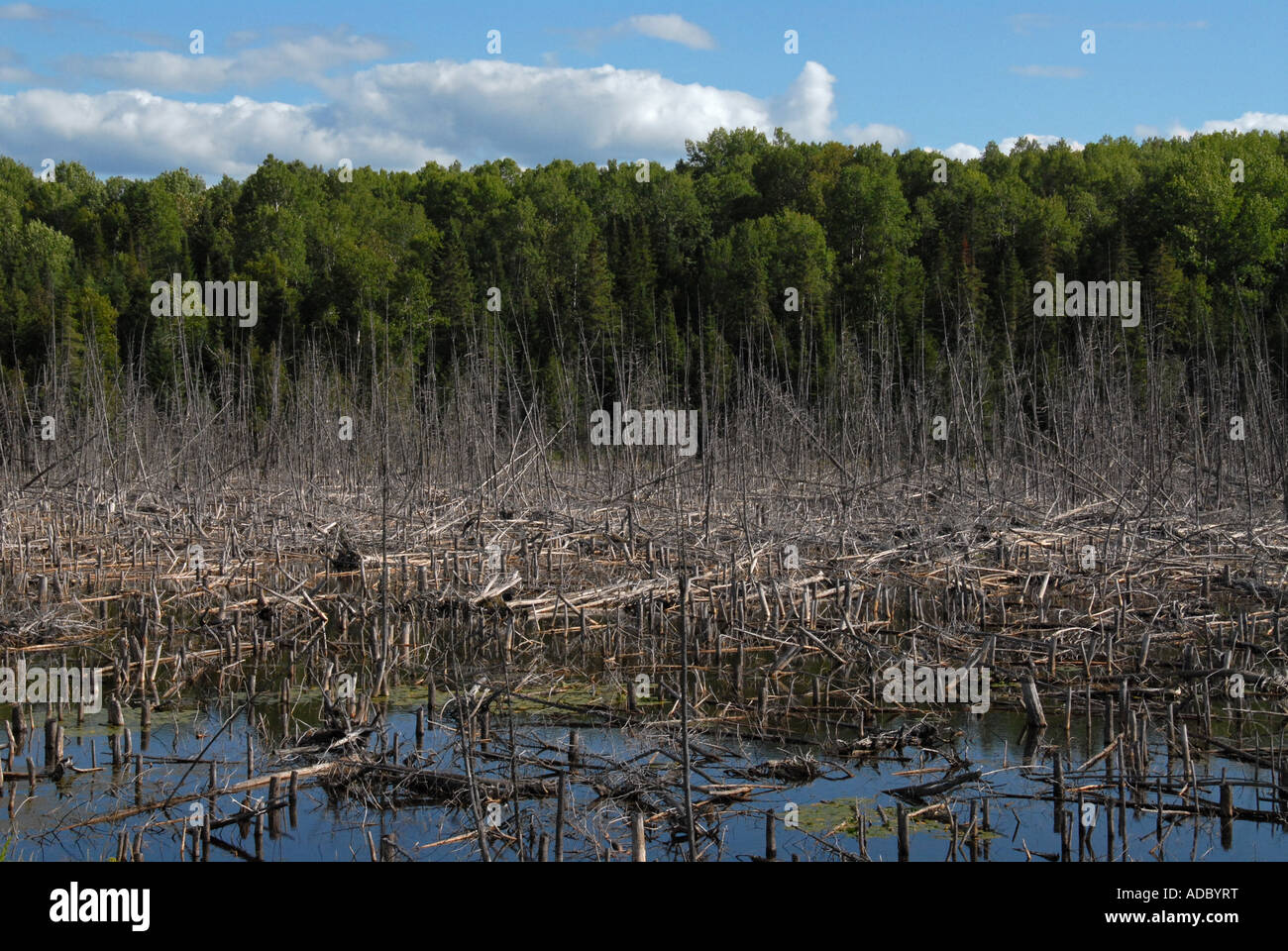 Destroyed forest Quebec Stock Photo - Alamy