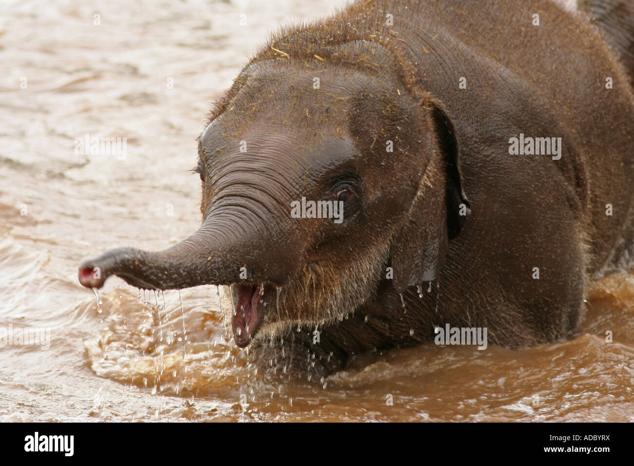 Asian Elephant playing in water Stock Photo - Alamy
