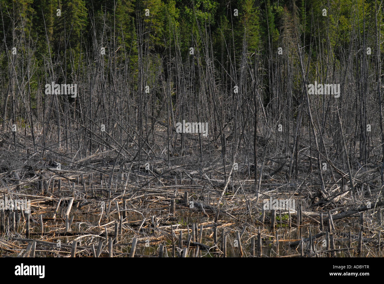 Fire damages trees hi-res stock photography and images - Alamy