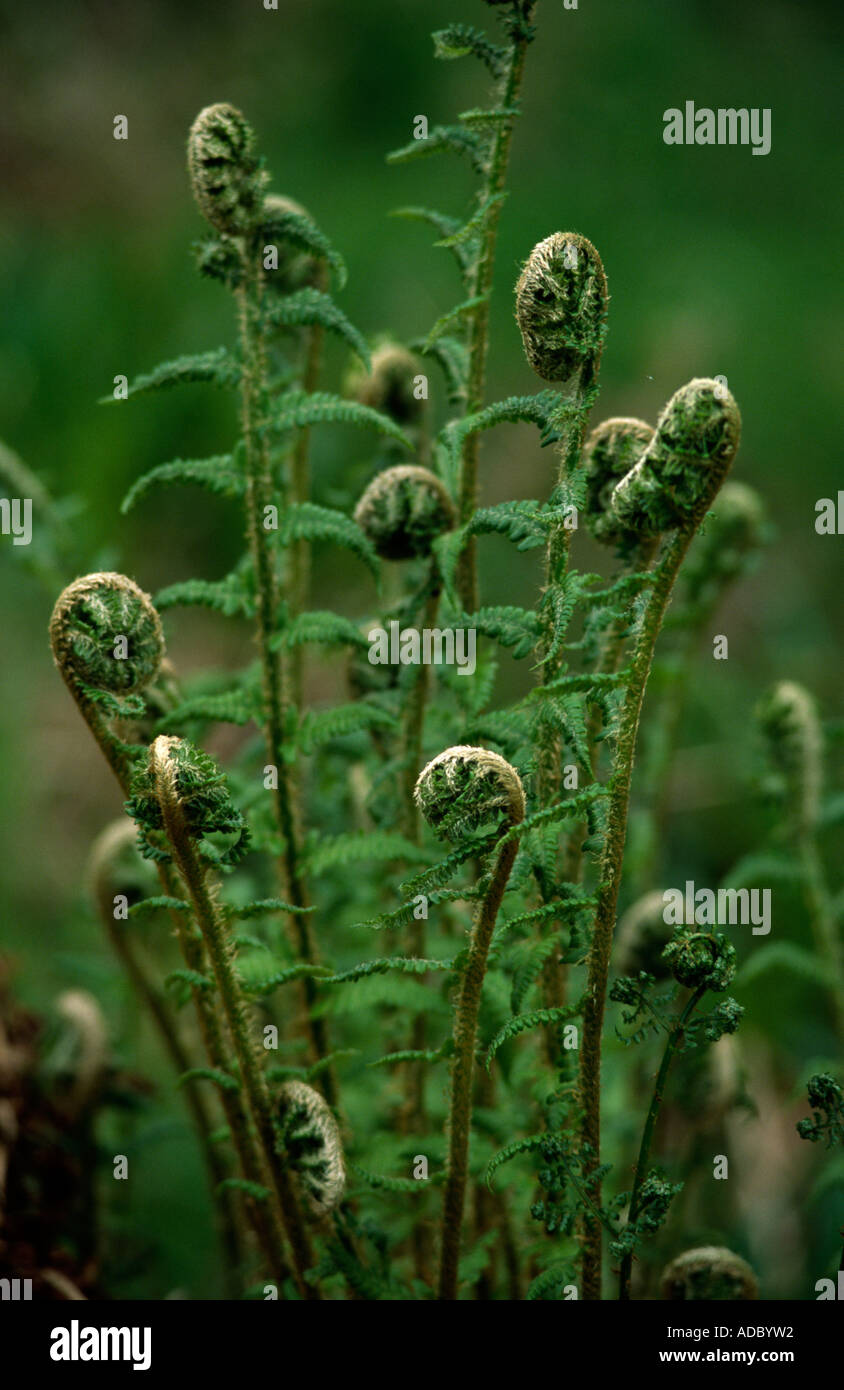 Bracken emerging hi-res stock photography and images - Alamy