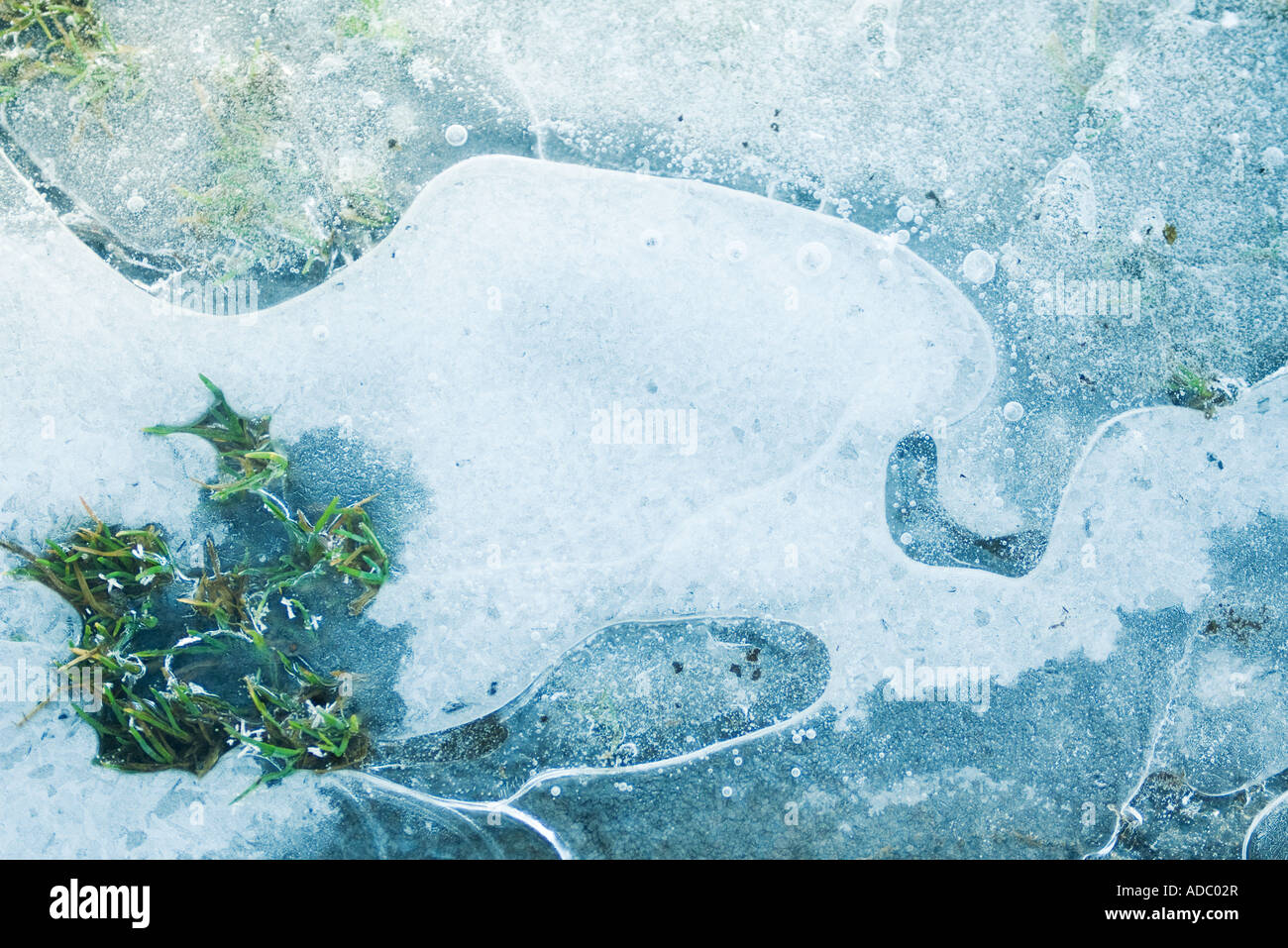 Grass emerging from ice Stock Photo - Alamy