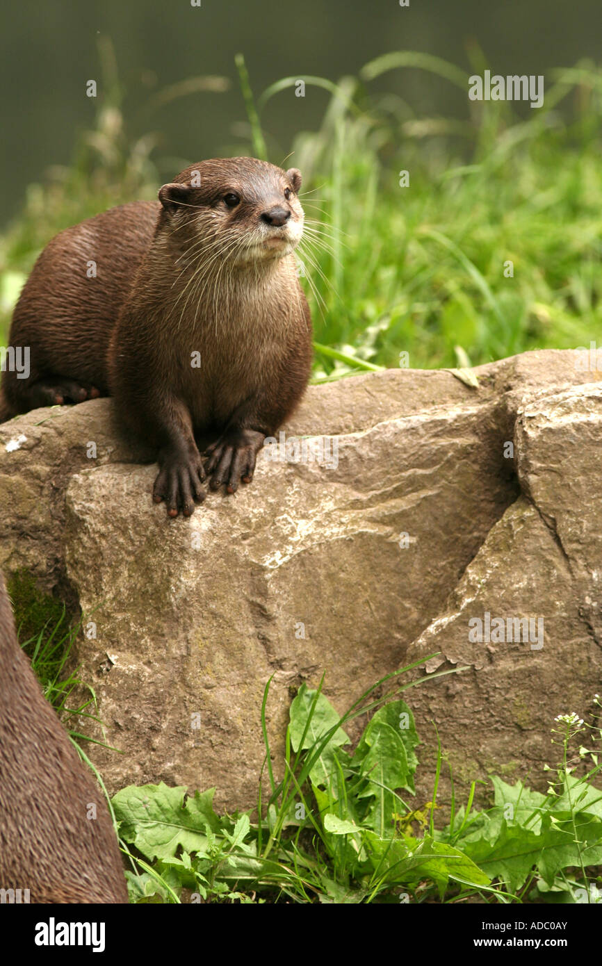 Asian Short Clawed Otter Amblonyx cinereus Stock Photo - Alamy