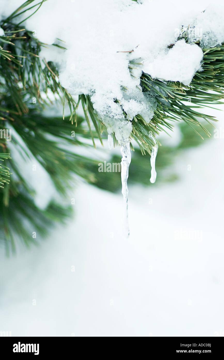 Icicles on conifers hi-res stock photography and images - Alamy
