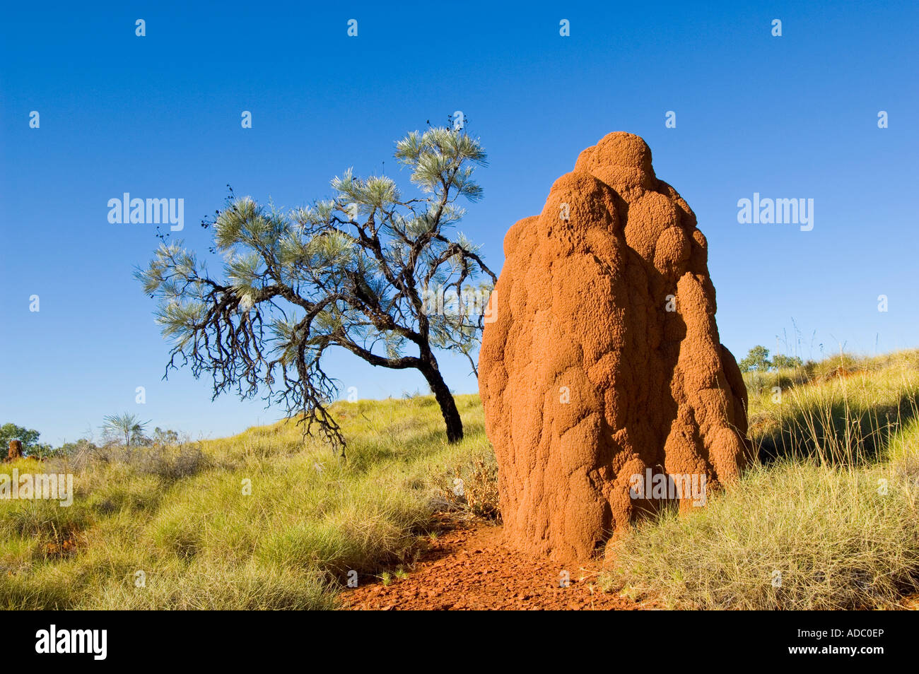 Termite mound and Beefwood tree Ruby Plains Station near Halls Creek ...
