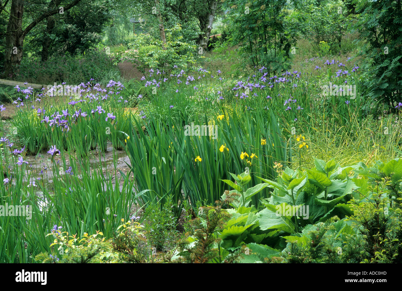 Bog Planting, Iris sibirica 'Papillon', The Wave Garden, Iris ...