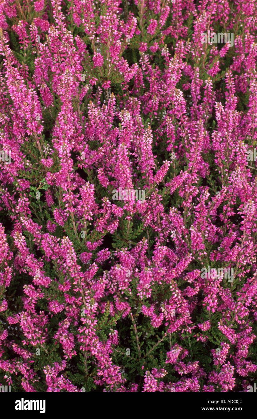 Calluna vulgaris darkness hi-res stock photography and images - Alamy