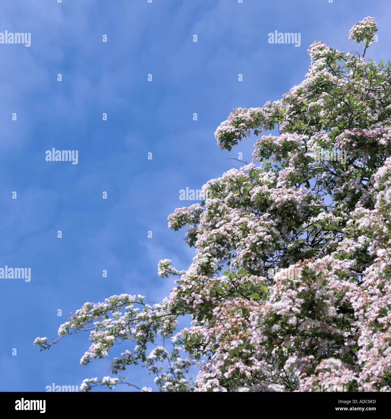 Flowers crataegus monogyna hi-res stock photography and images - Alamy