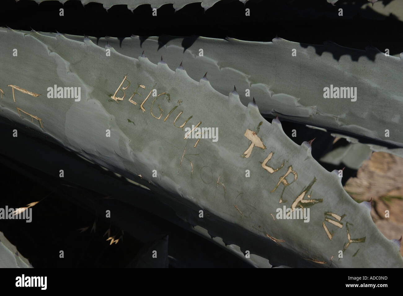 Agave gadal stock p hi-res stock photography and images - Alamy