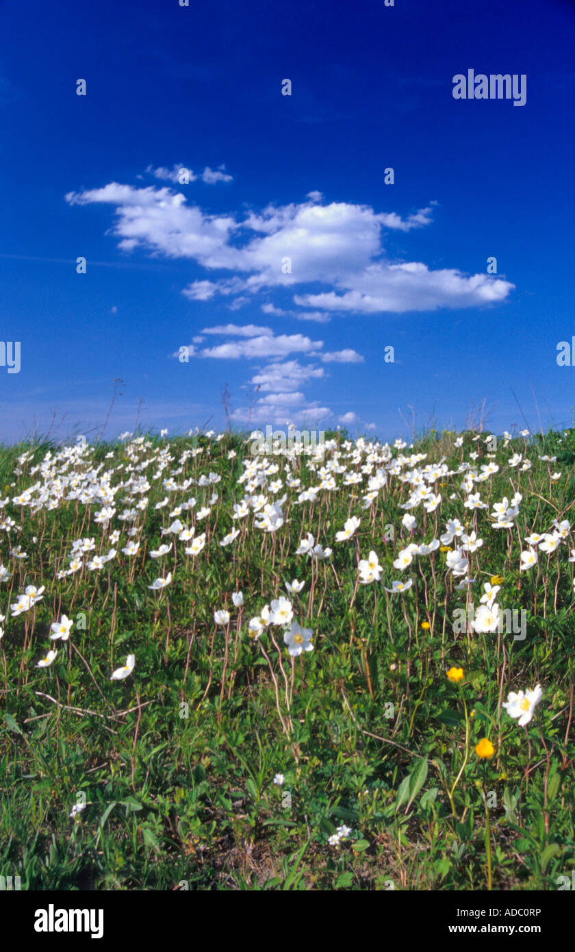 Snowdrop winflower ( Anemone sylvestris Stock Photo - Alamy