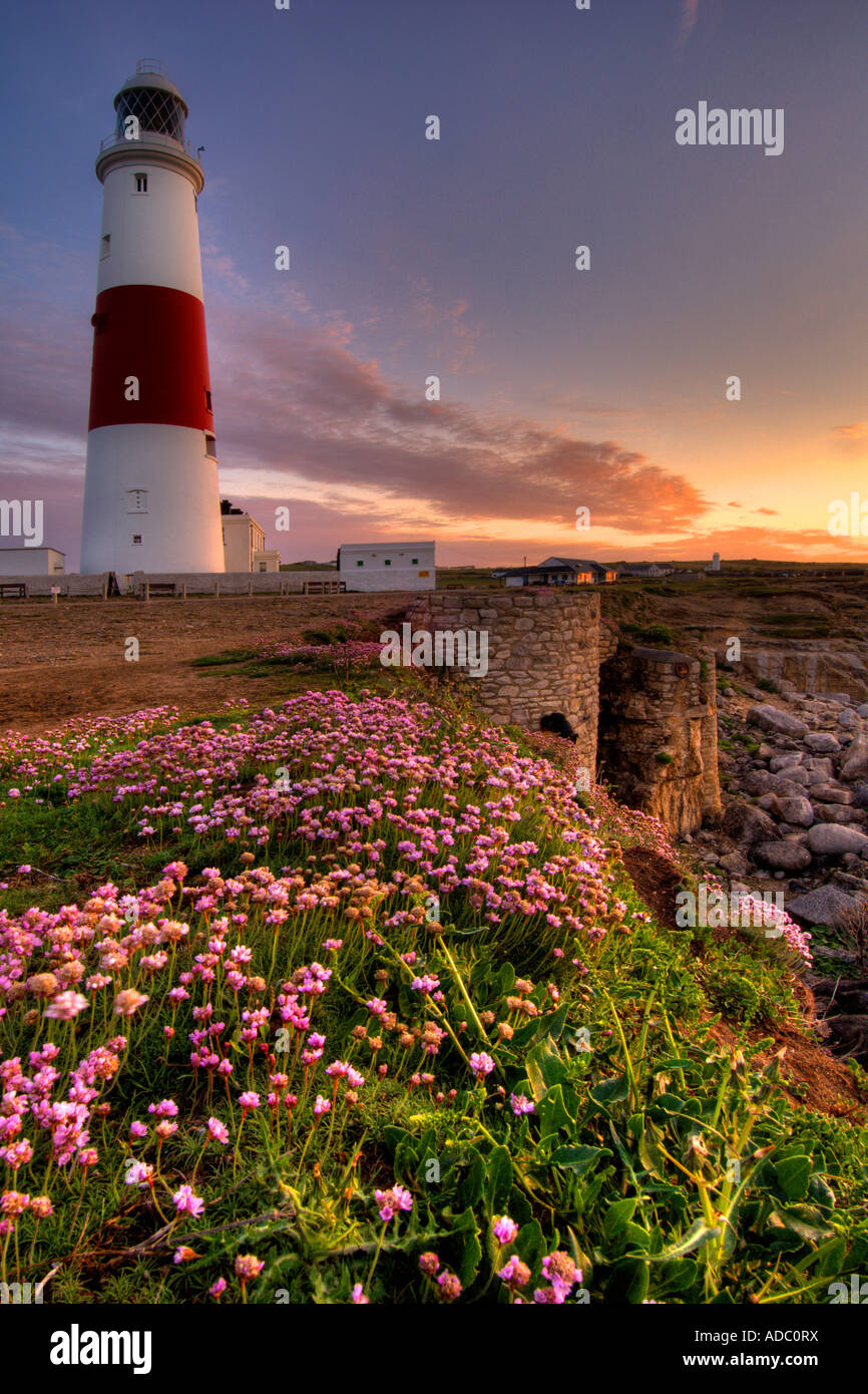 Portland Bill lighthouse at dawn taken from the clifftop with masses of ...