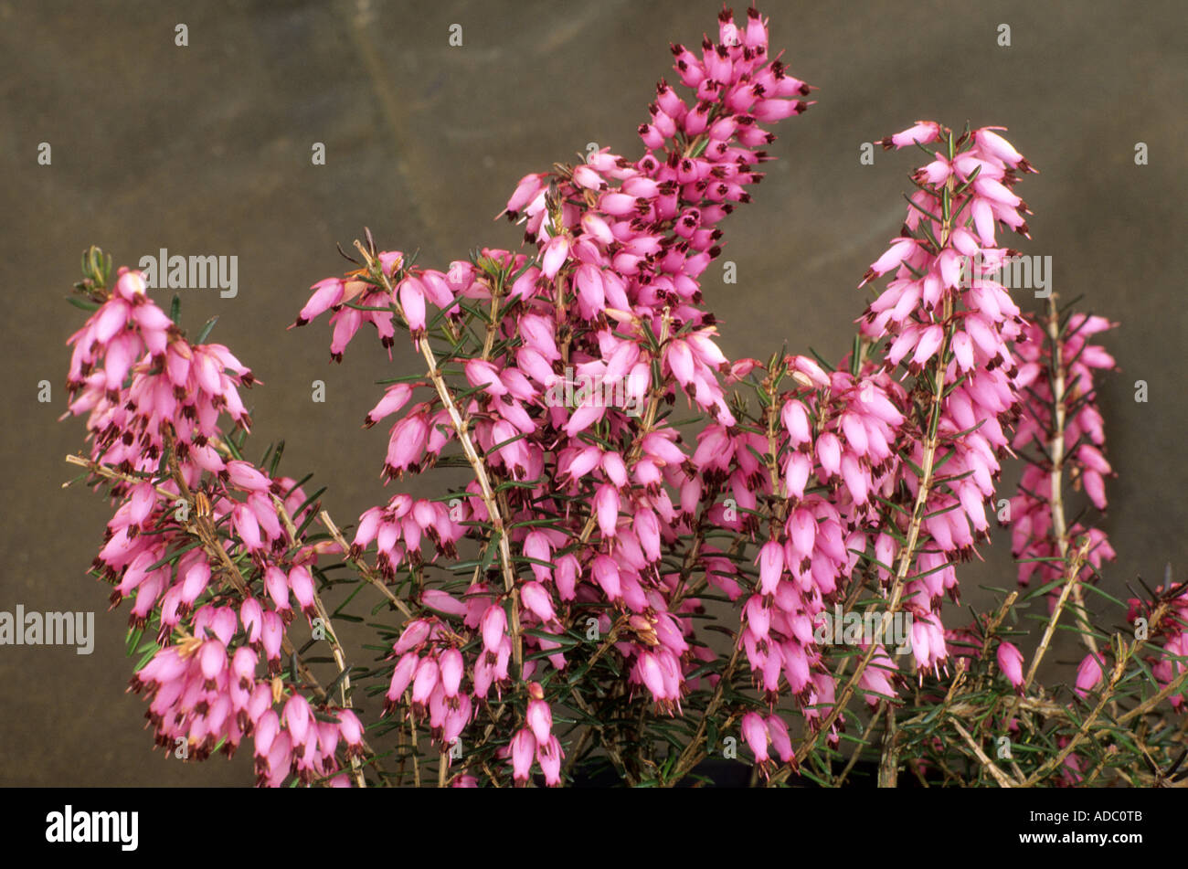 Erica carnea 'December Red' Stock Photo - Alamy
