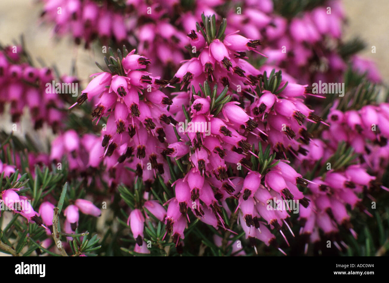 Erica x darleyensis 'Furzey' Stock Photo - Alamy