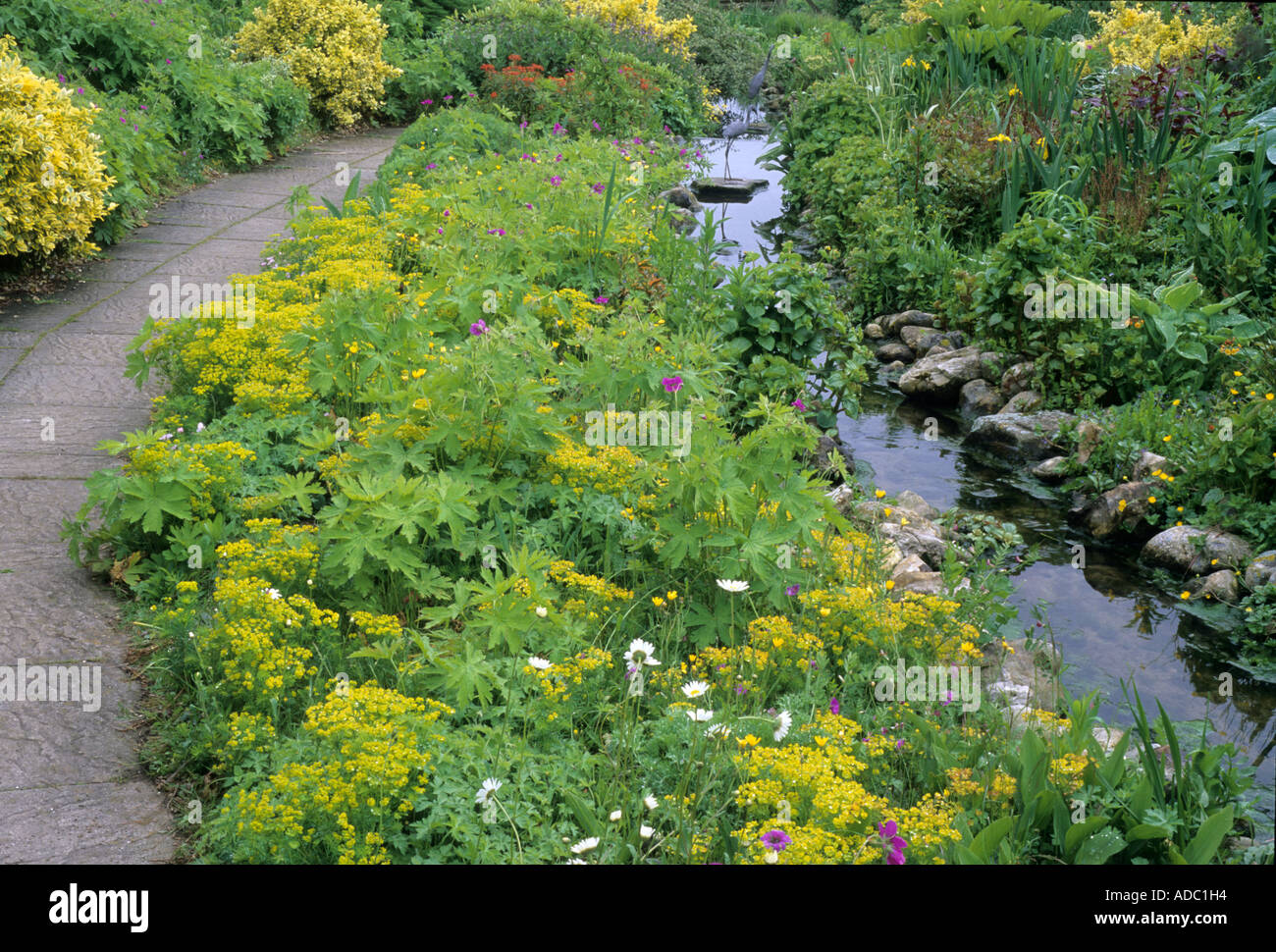 Path, Stream, Water margin planting, Euphorbia, geranium, euonymus ...