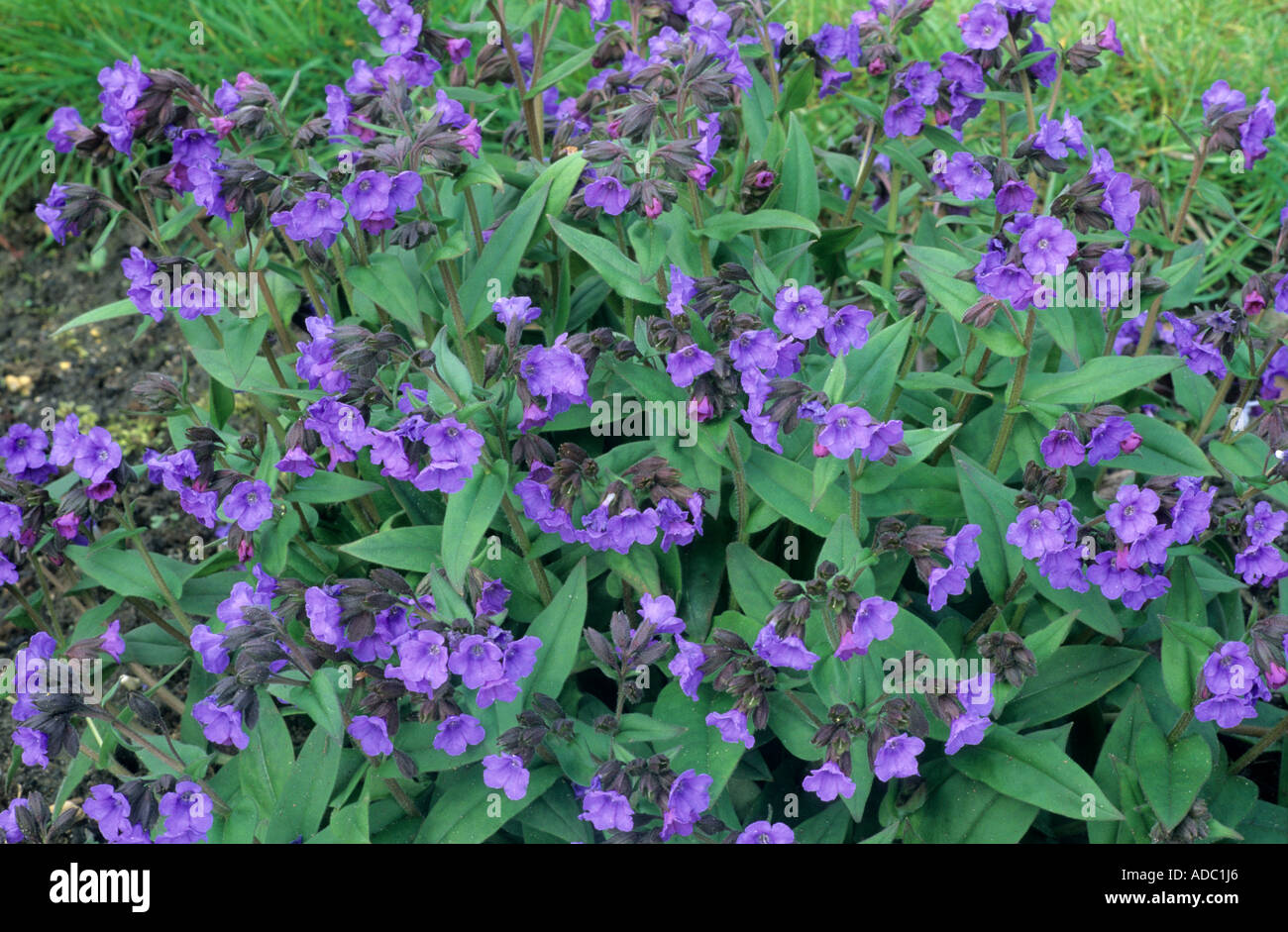 Pulmonaria 'Blue Ensign', Lungwort, blue flower pulmonarias Stock Photo ...