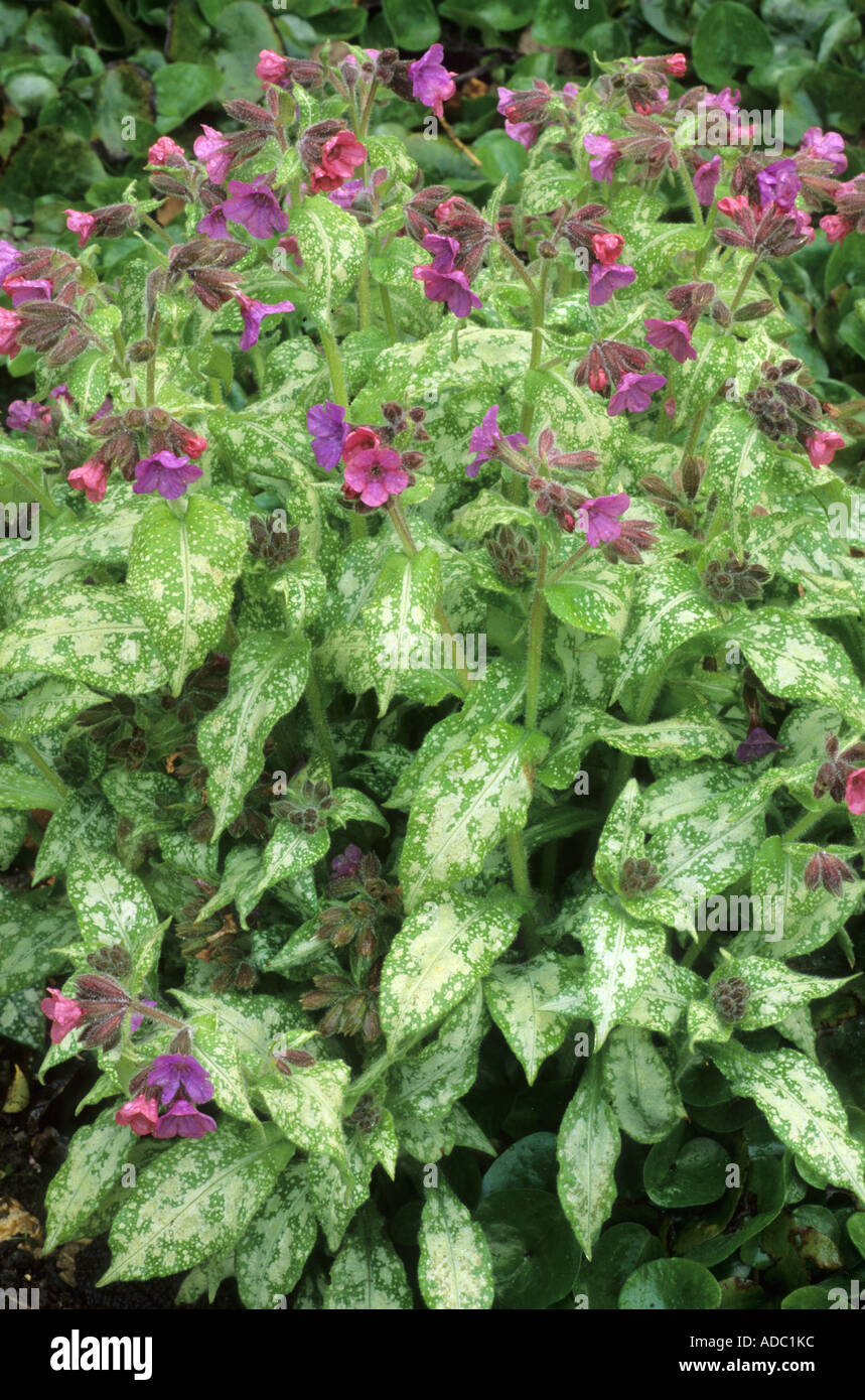Lungwort pulmonaria saccharata hi-res stock photography and images - Alamy